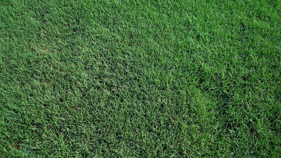 Tipos de pasto en rollo - pasto en rollo en Monterrey