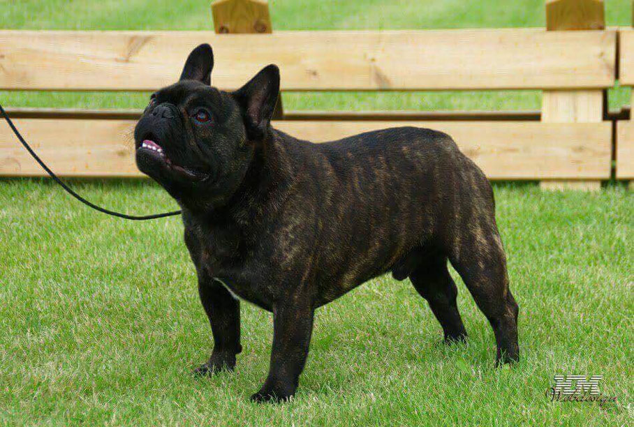 NEWS | Ausstellungen | Exhibitions - Toutêmes French Bulldogs