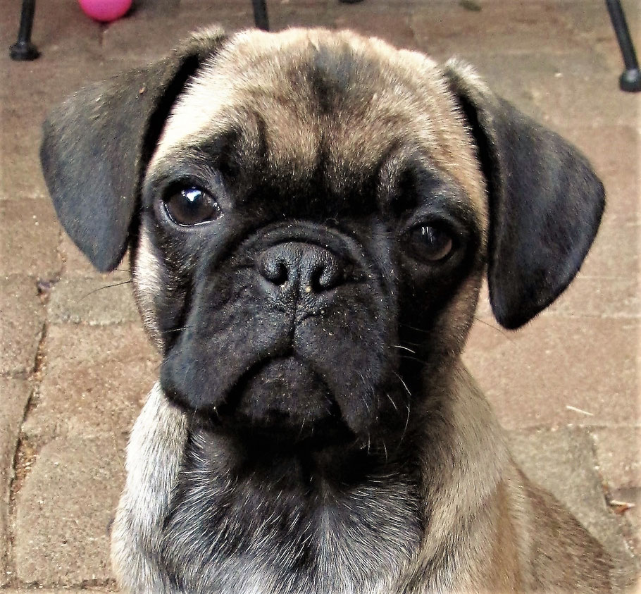 Zuchtstandard Retromops - retromops- johannisberg