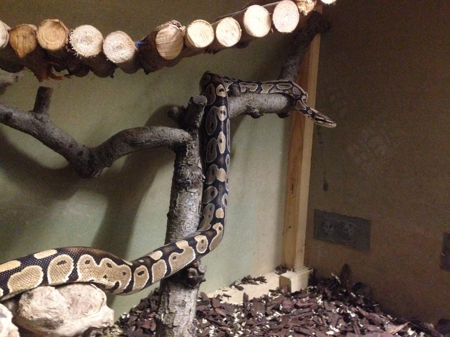 PITONE REALE - Benvenuti su didatticanimals!