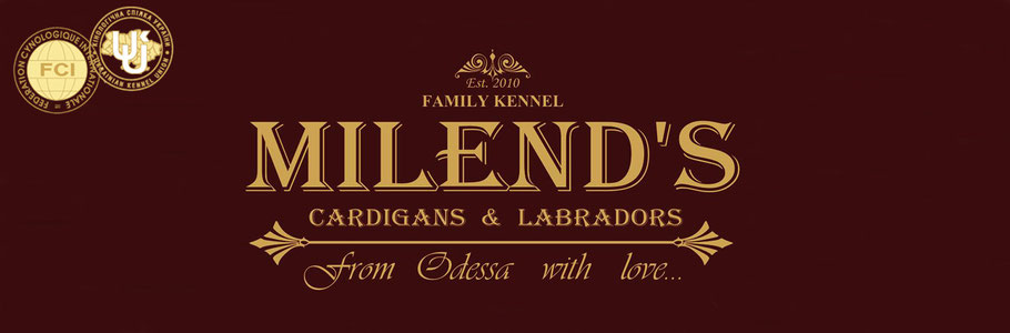 Milend`s - Family Kennel Labradors & Cardigans - Milend`s - Family ...