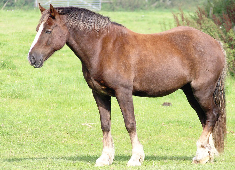 Der Kohlfuchs: - wr-farbgenetiks Webseite!