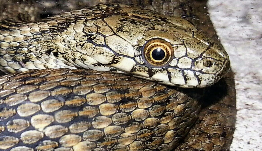Natrix Tessellata (Würfelnatter) - buntenattern