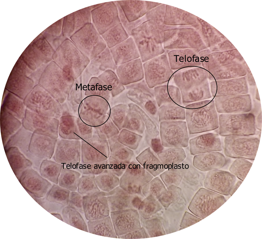 Práctica de mitosis en raíces de cebolla - Página web de mferminprofe