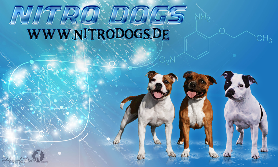 Home - Nitro Dogs Kennel