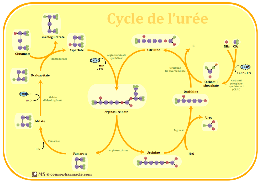 Protéolyse - Site de ressourcespedagogiquesbiotechno
