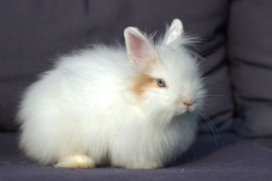 Memorium - De website van teddydwergbunnys!