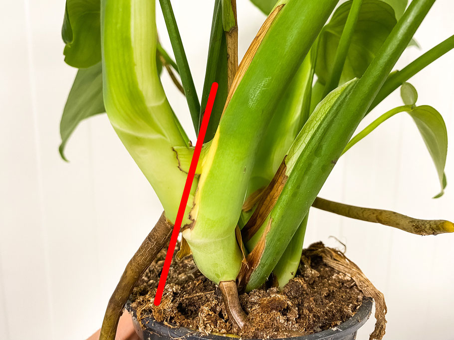 DIY - Monstera vermehren durch Ableger - Gärtnerei Hupp