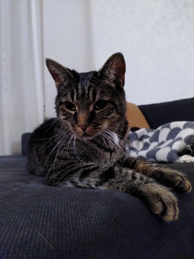 Die Idee - einzig-und-artigs Webseite!