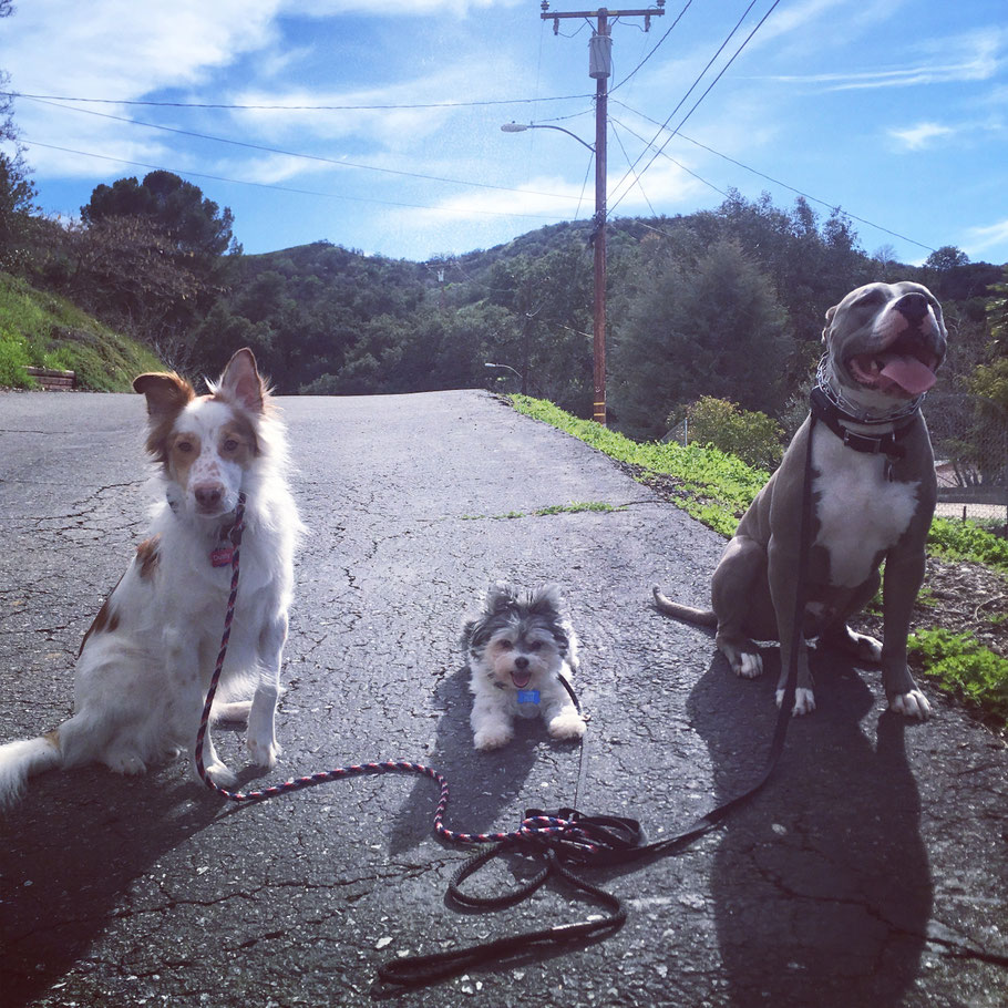 Correcting a Dog - Ruff Beginnings Rehab Dog Training and Rescue