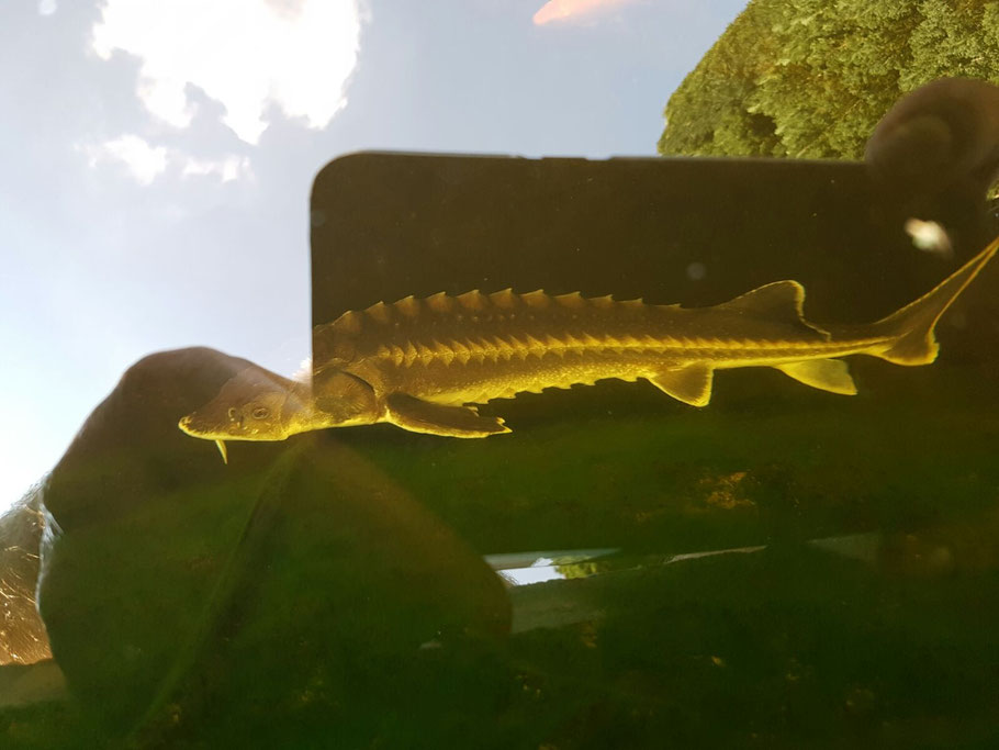 Meine Zucht Tiere! - https://molchekellernuernberg.jimdo.com/