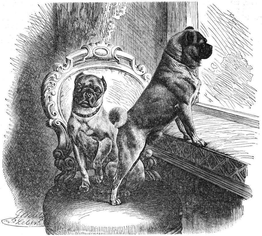 Allgemeines zum Mops - Hobby-Zucht "vom Meran des bayerischen Waldes"