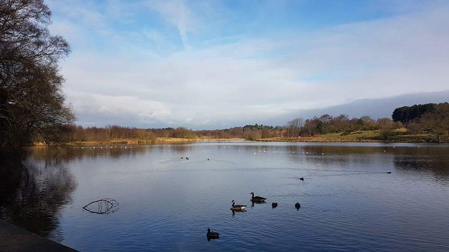 A Walk Around Sutton Park led by Gill Shalley - Hampton Walking
