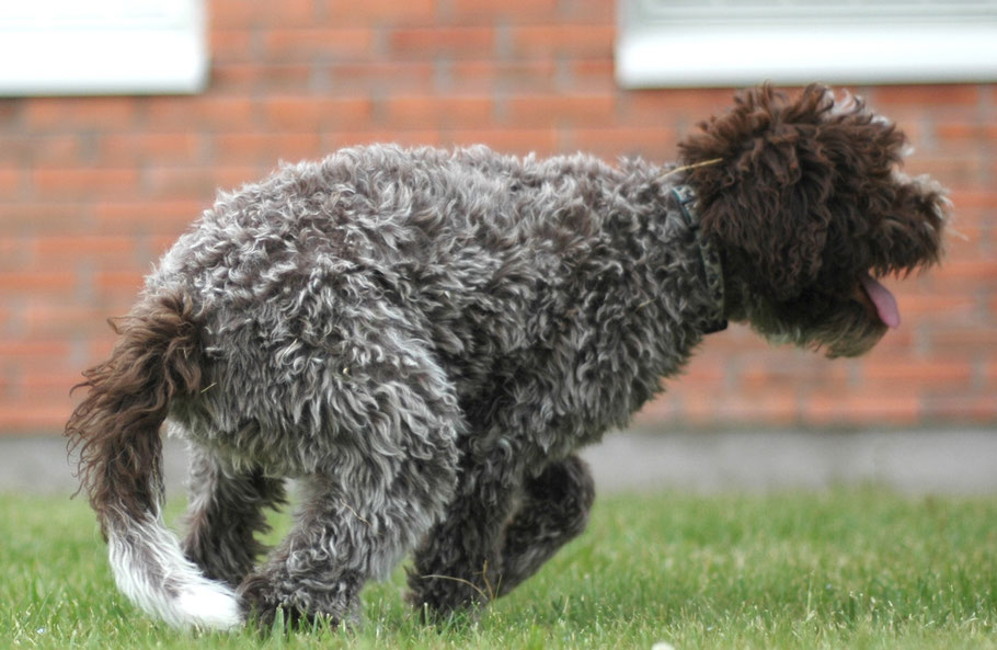 The Different Colors of the Lagotto Romagnolo - Terra Incognita Lagotto ...