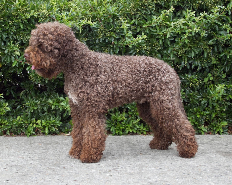 The Different Colors of the Lagotto Romagnolo - Terra Incognita Lagotto ...
