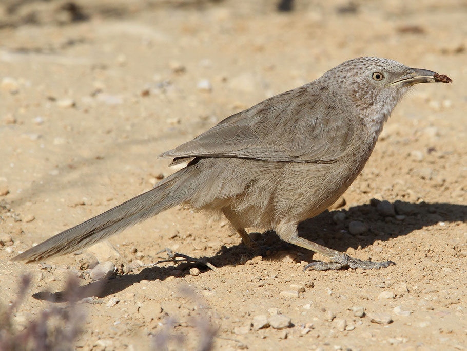 “Foraging behaviour of Arabian babbler (Turdoides squamiceps) a ...