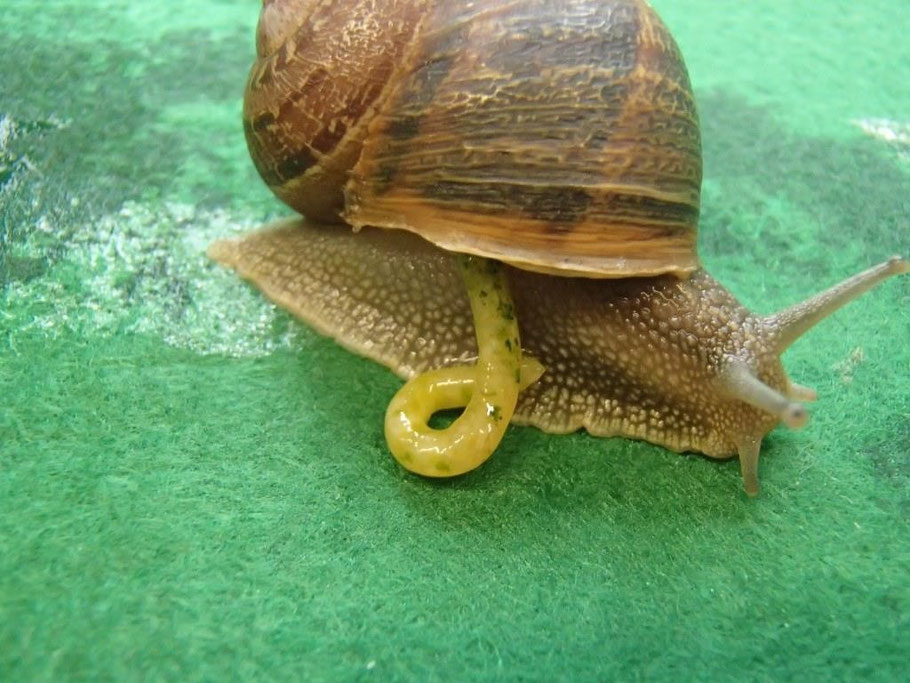 Les crottes de couleur des escargots... - ActivitésPratiques
