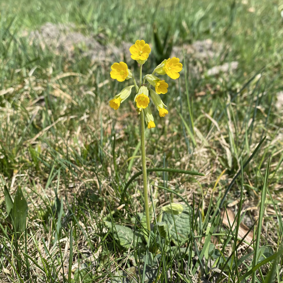 Primulamischling - Wer sind die Eltern? - Botanik Exkursionen