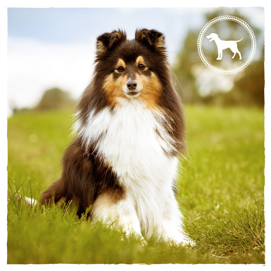 Welcome to Hansepet - Hansepet | Natürliche Premium Snacks für Hunde ...