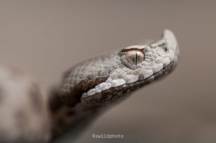 Víbora hocicuda (Vipera latastei) - Asociación Herpetológica Timon