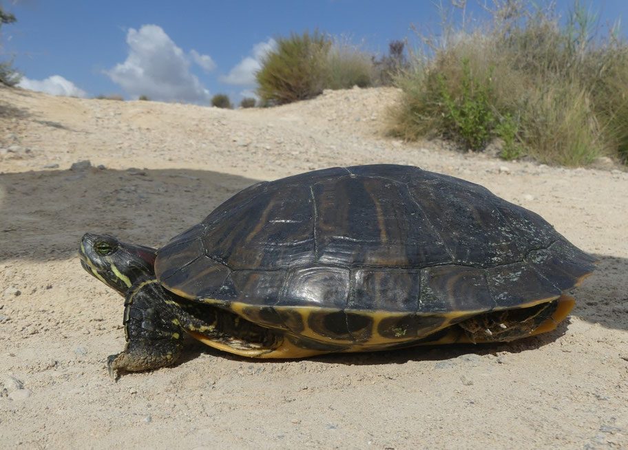 Trachemys scripta - Asociación Herpetológica Timon