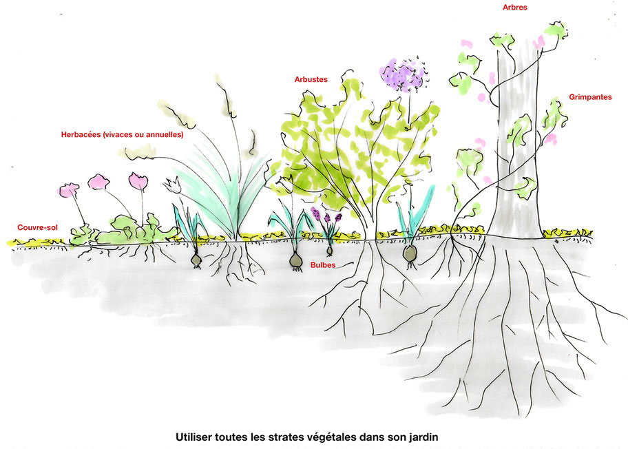 Utiliser toutes les strates végétales - Les jardins du renard et du ...
