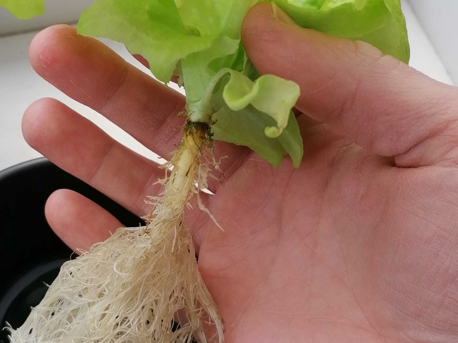 Sauerstoff - der unterschätzte Faktor beim erdelosen Anbau - SINTERRA - Hydroponics without ...