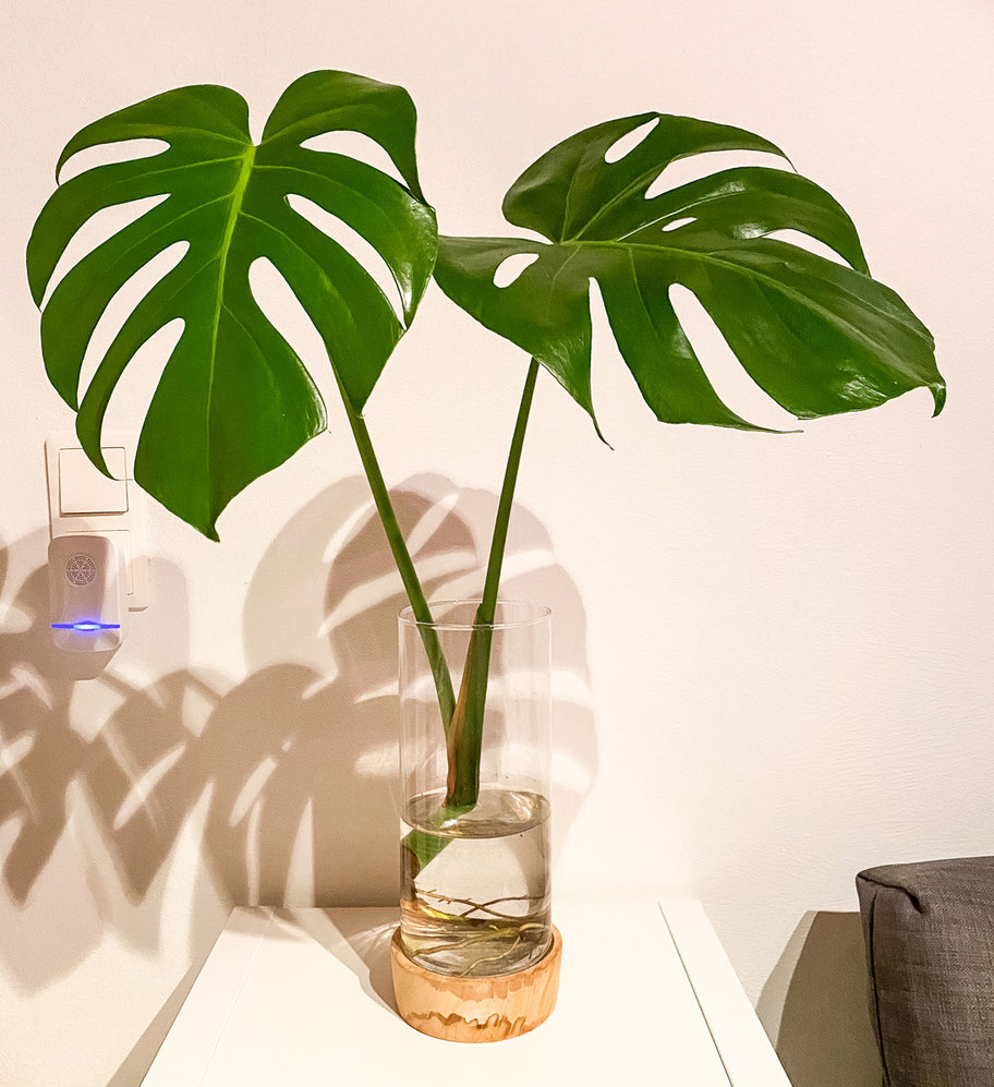 DIY - Monstera vermehren durch Ableger - Gärtnerei Hupp