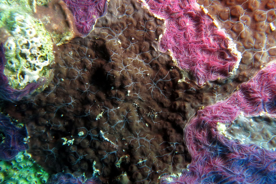 Terpios hoshinota, Chalinula nematifera, Clathria (Microciona ...