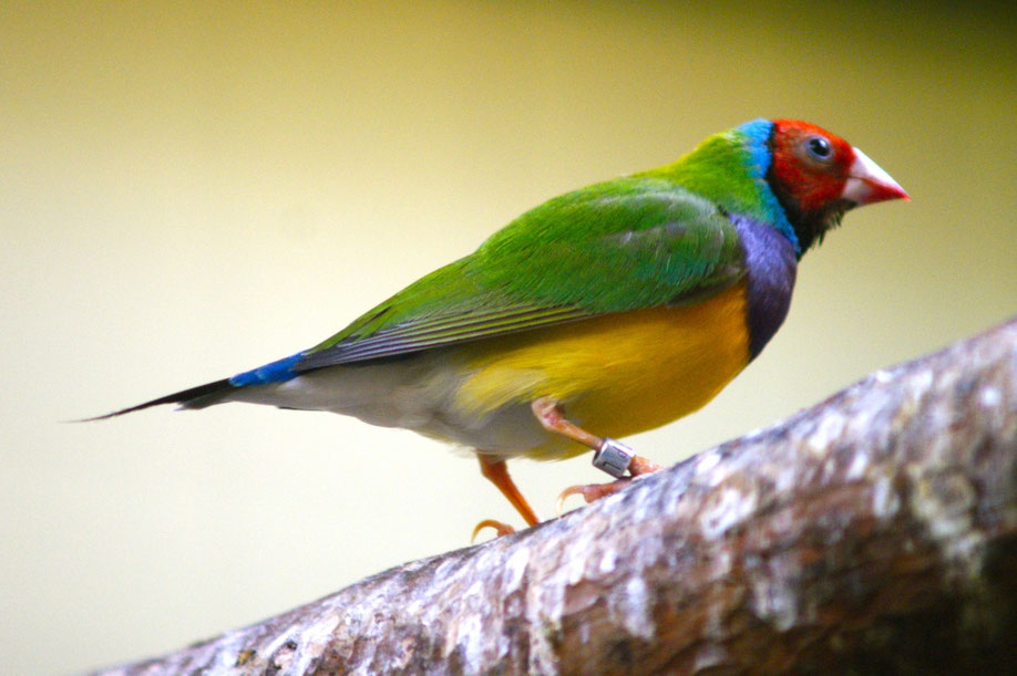 Passeriformes (perching birds) - bird-phylogeny