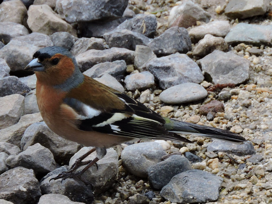 Vink M/V - 100 birds