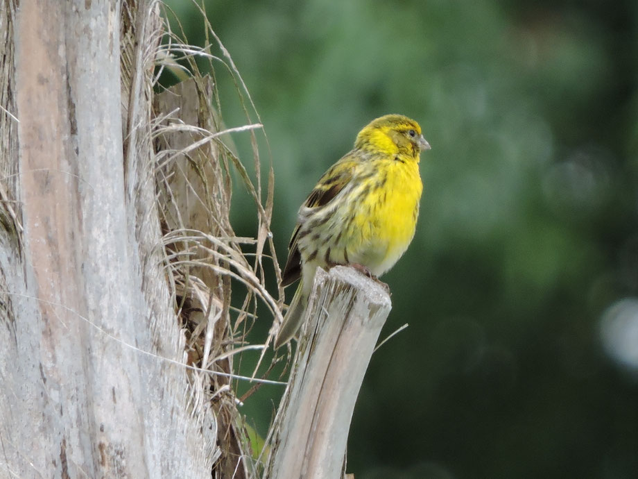Europese Kanarie - 100 birds