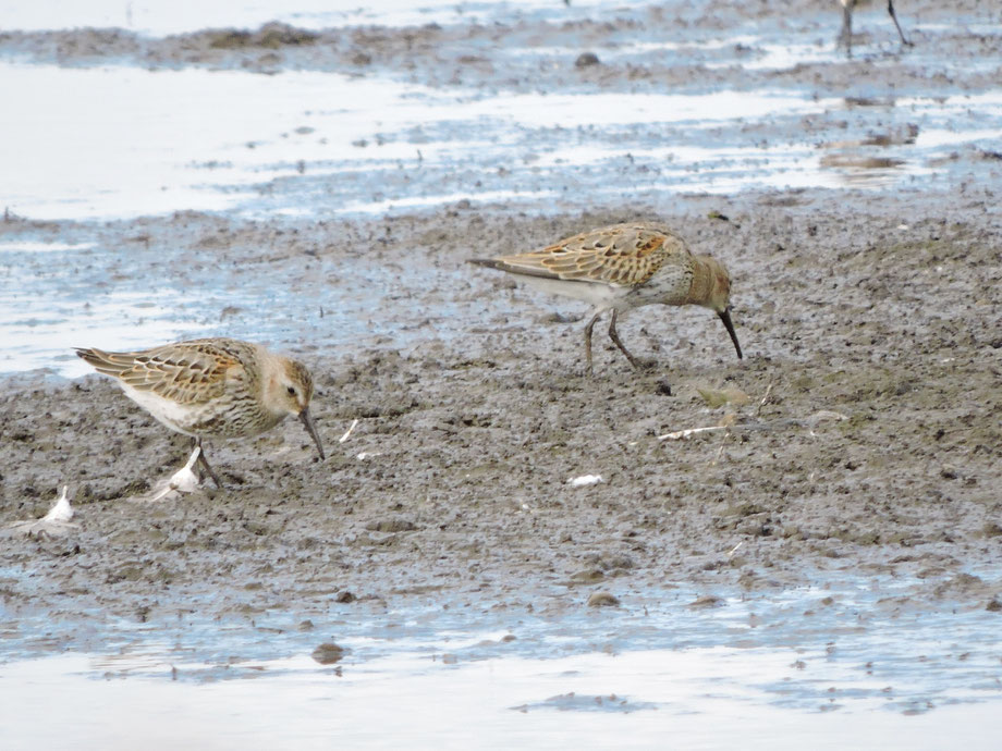 Bonte Strandloper - 100 birds