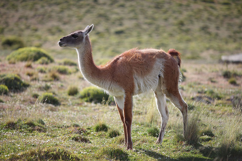 Lama - lamas-alpakas Webseite!