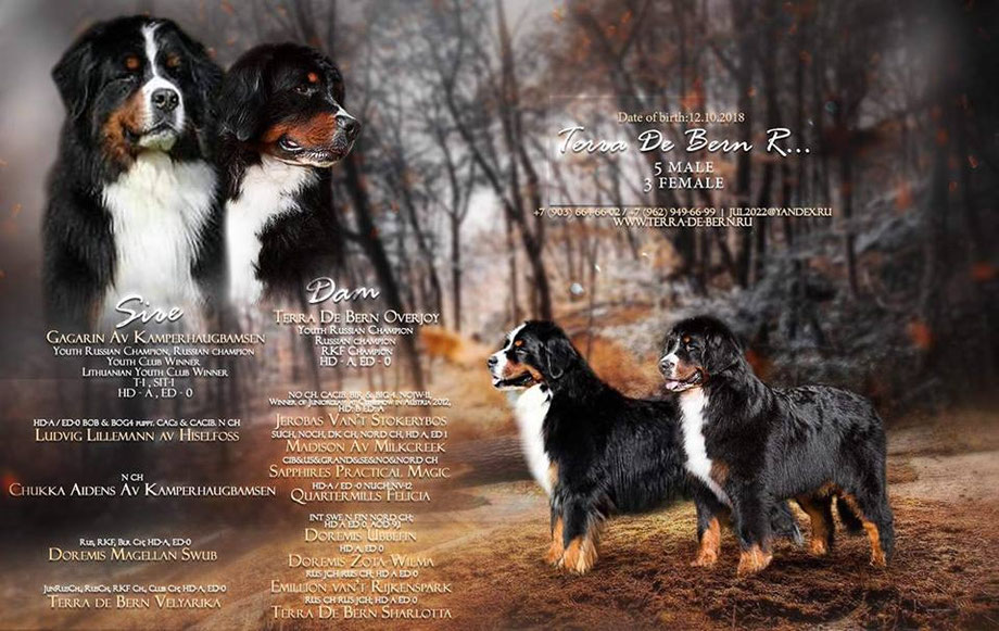 Terra de Bern Rockwell - Susanne`s Berner