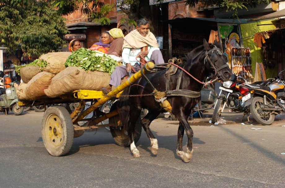 Animal Traction - fectus Webseite!