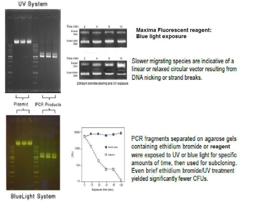 Maximo Fluorescent Reagent 6X Loading dye DE - GeneON BioScience