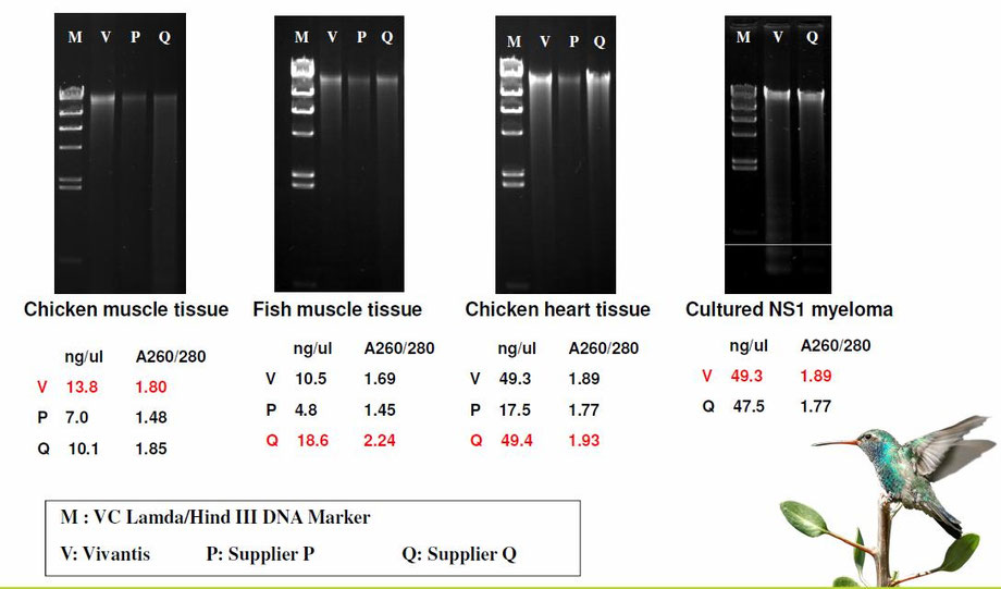 Tissue DNA Isolation and Extraction Kit - GeneON BioScience