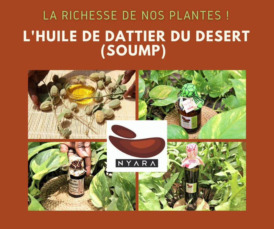 Le Dattier du Désert (Balanites, Sump), un arbre à usage alimentaire ...