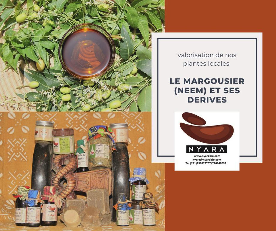 Le Margousier (Neem), l’arbre aux mille vertus ! - Nyara