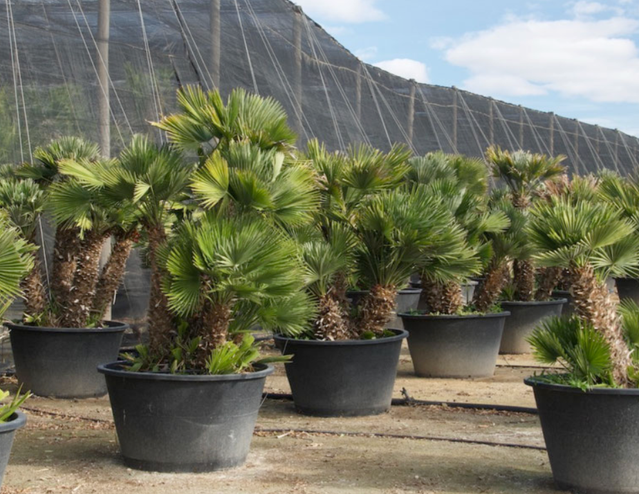 Zwergpalme (Chamaerops humilis vulcano) -12° bis -14°C - Palmen ...