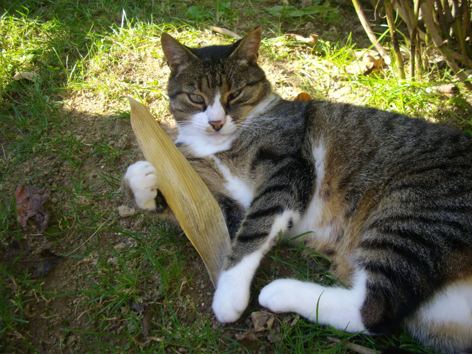 Tiersitting mit Herz - tiersitting-und-homeservices Webseite!