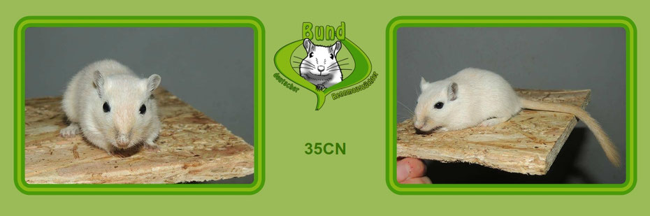 Schimmel - German Gerbil Show