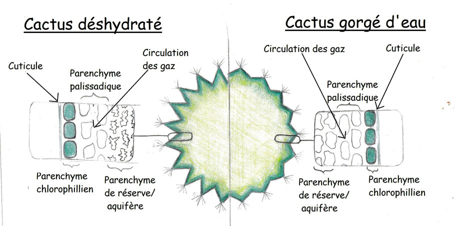 La structure interne - Site de tpecactus-clemenceau