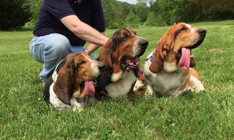 basset hounds - ozarkbassethound