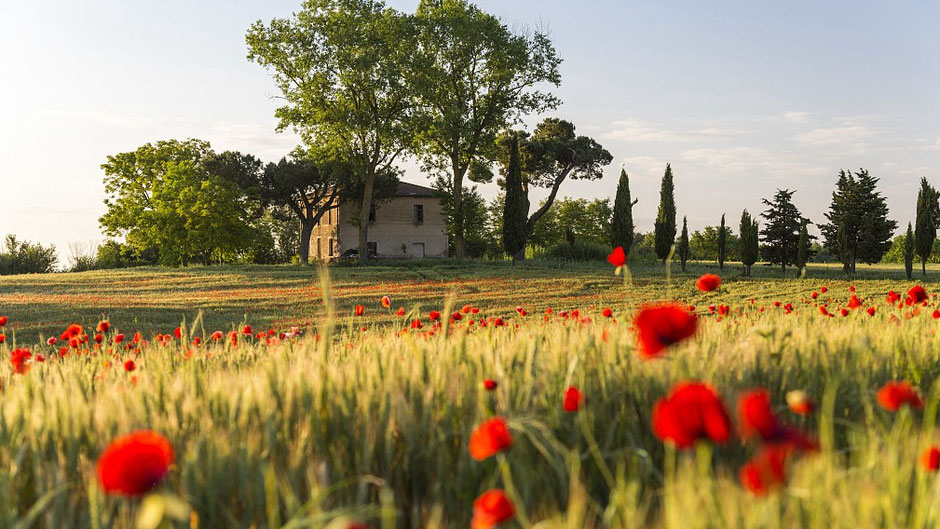 With these Plants you bring Italy into your home! - amalfistyle