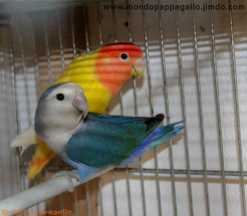 Agapornis - Inseparabile - Benvenuti su mondopappagallo!