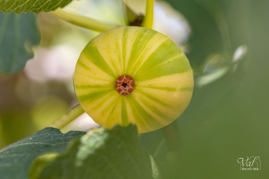 Les variétés de figues - La figue de Solliès pont