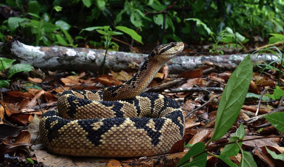 Serpiente de cascabel muda, cuaima o surucucu (Lachesis muta) - El ...