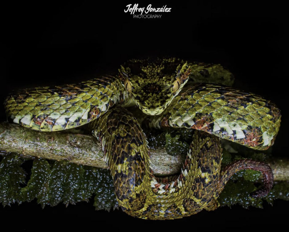 Bocaraca manchada (Bothriechis supraciliaris) - El Rincon del Botanico